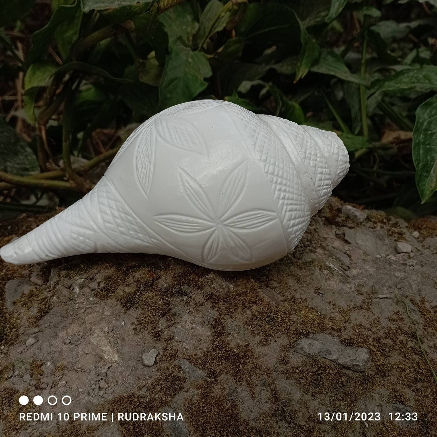 Conch Shell Spiritual Puja-blowing Shankh Big Loud,unique Soothing ...