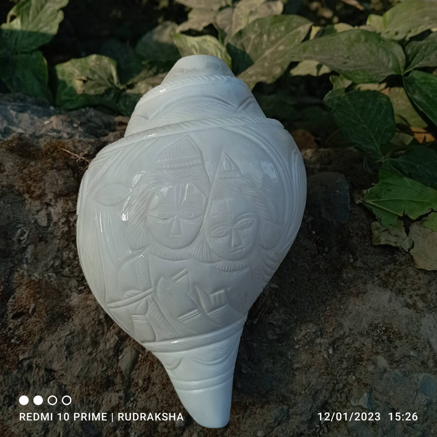 Puja Conch Shell, You Have to Blow Into This Shell, It Makes a ...