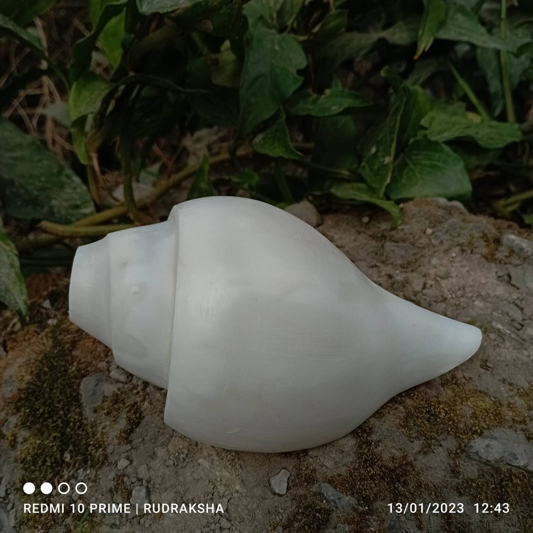 Conch Shell Spiritual Puja-blowing Shankh Big Loud,unique Soothing ...