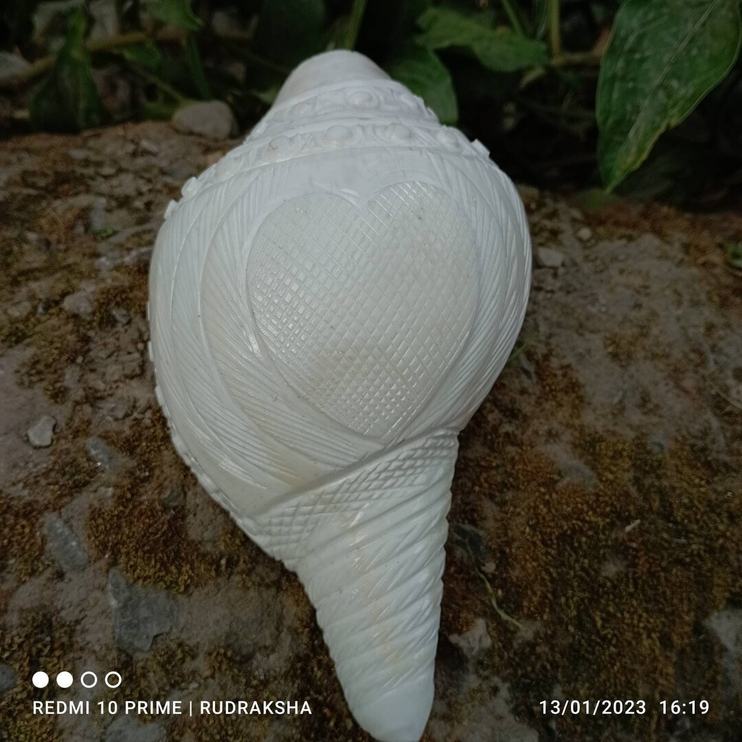 Conch Shell Spiritual Puja-blowing Shankh Big Loud,unique Soothing ...