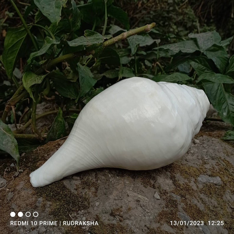 Conch Shell Spiritual Puja-blowing Shankh Big Loud,unique Soothing ...