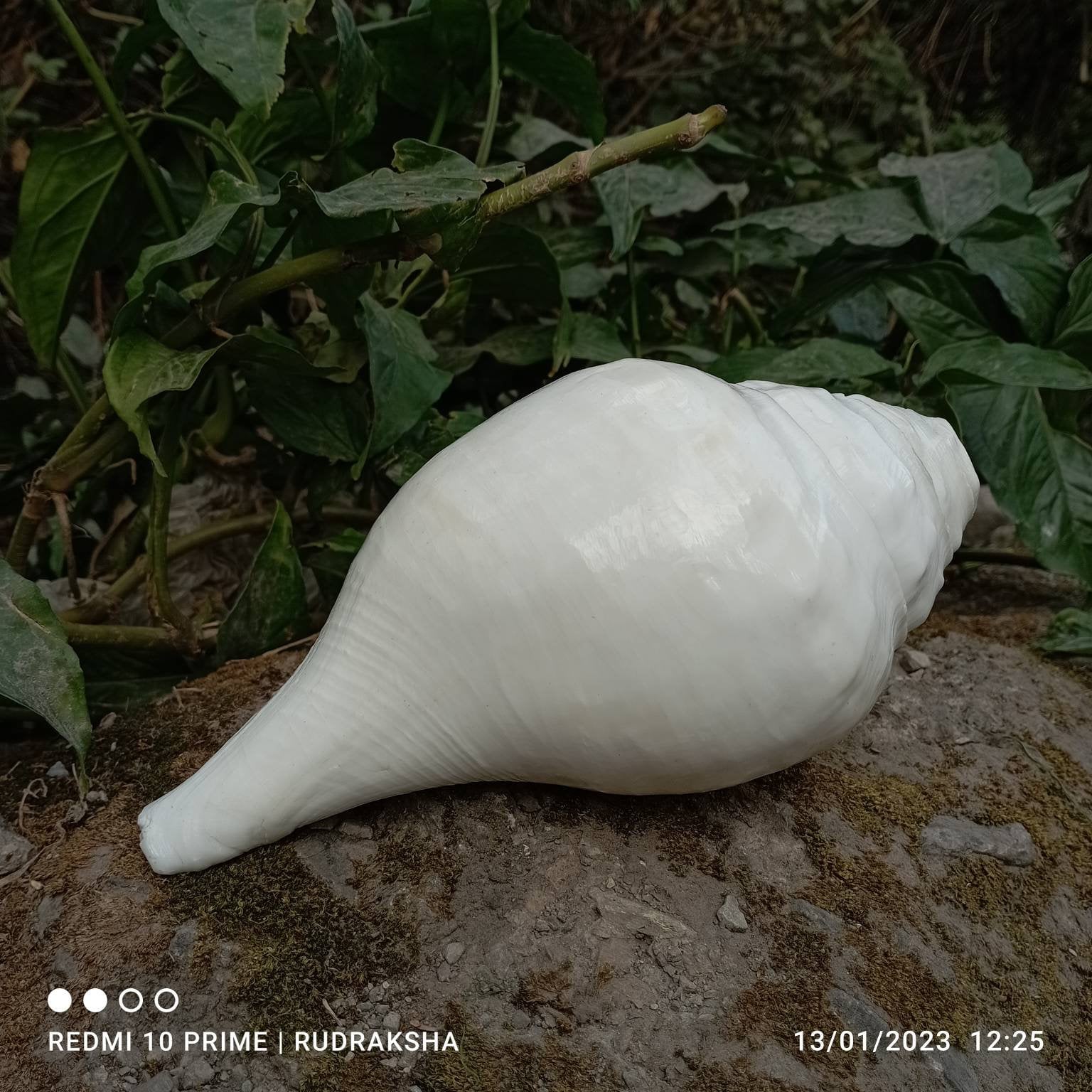 Conch Shell Spiritual Puja-blowing Shankh Big Loud,unique Soothing ...