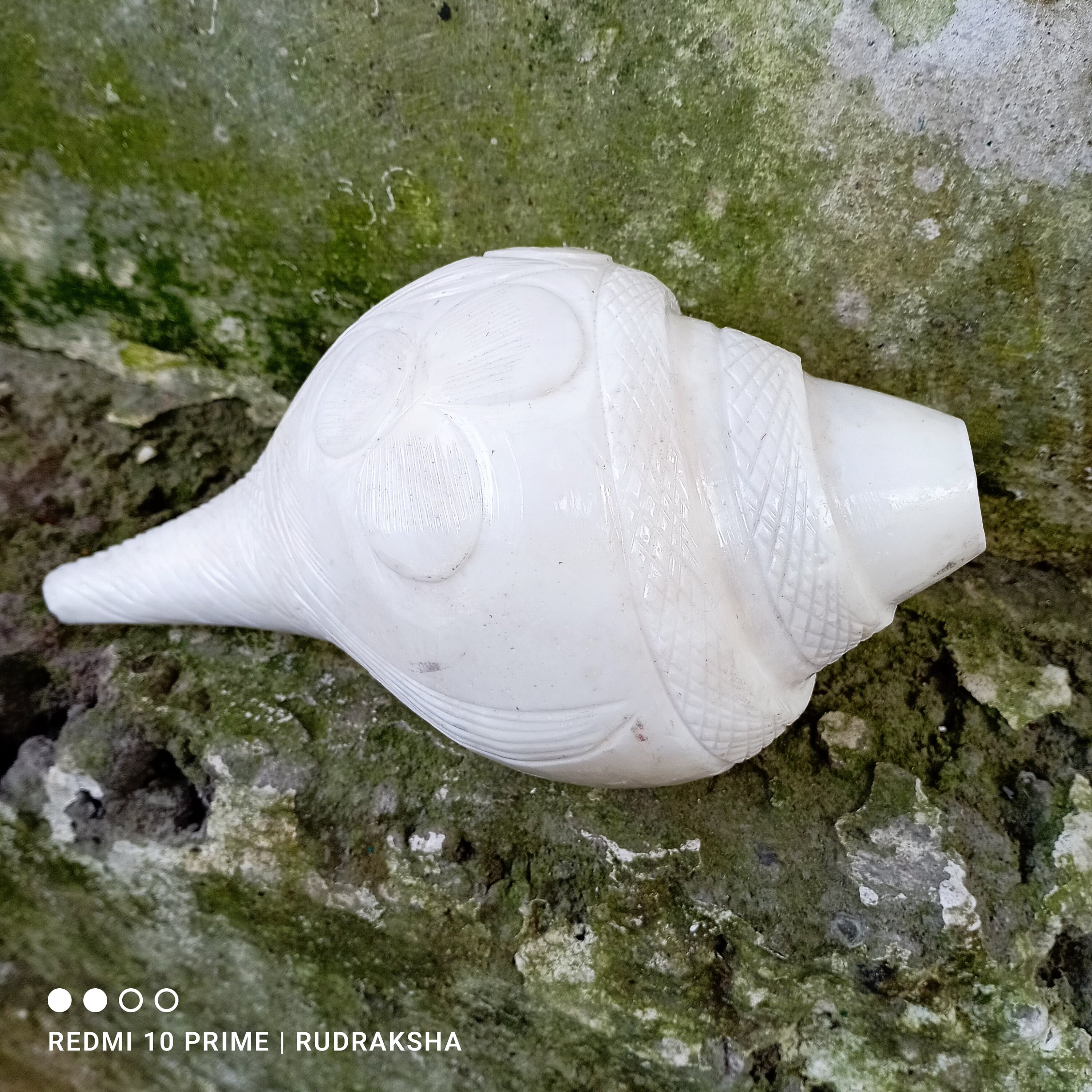 Conch Shell Spiritual Puja-blowing Shankh Big 9 Inches Soothing ...