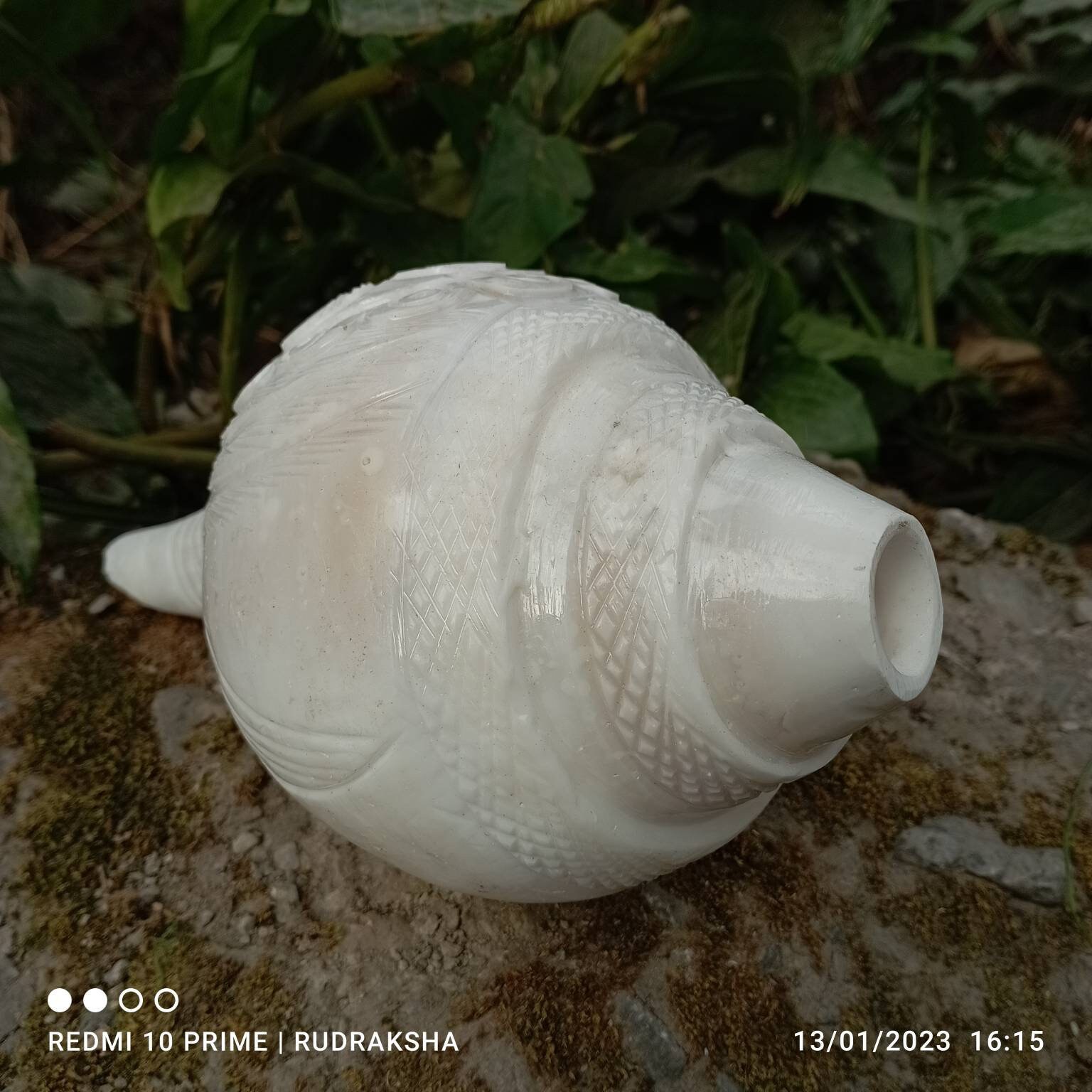 Conch Shell Spiritual Puja-blowing Shankh Big Loud,unique Soothing ...