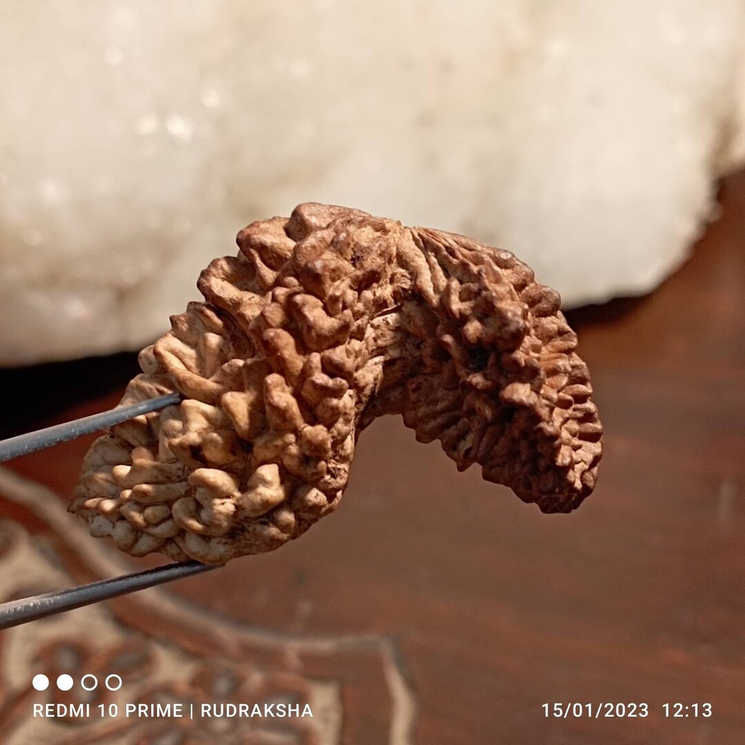 Antique Kamal Rudraksha Rare Nag Rudraksha 3 Face Rudraksha Bead - Etsy