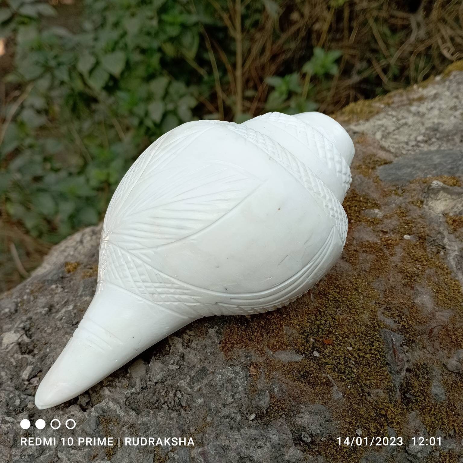 Conch Shell Spiritual Puja-blowing Shankh Big Loud,unique Soothing ...