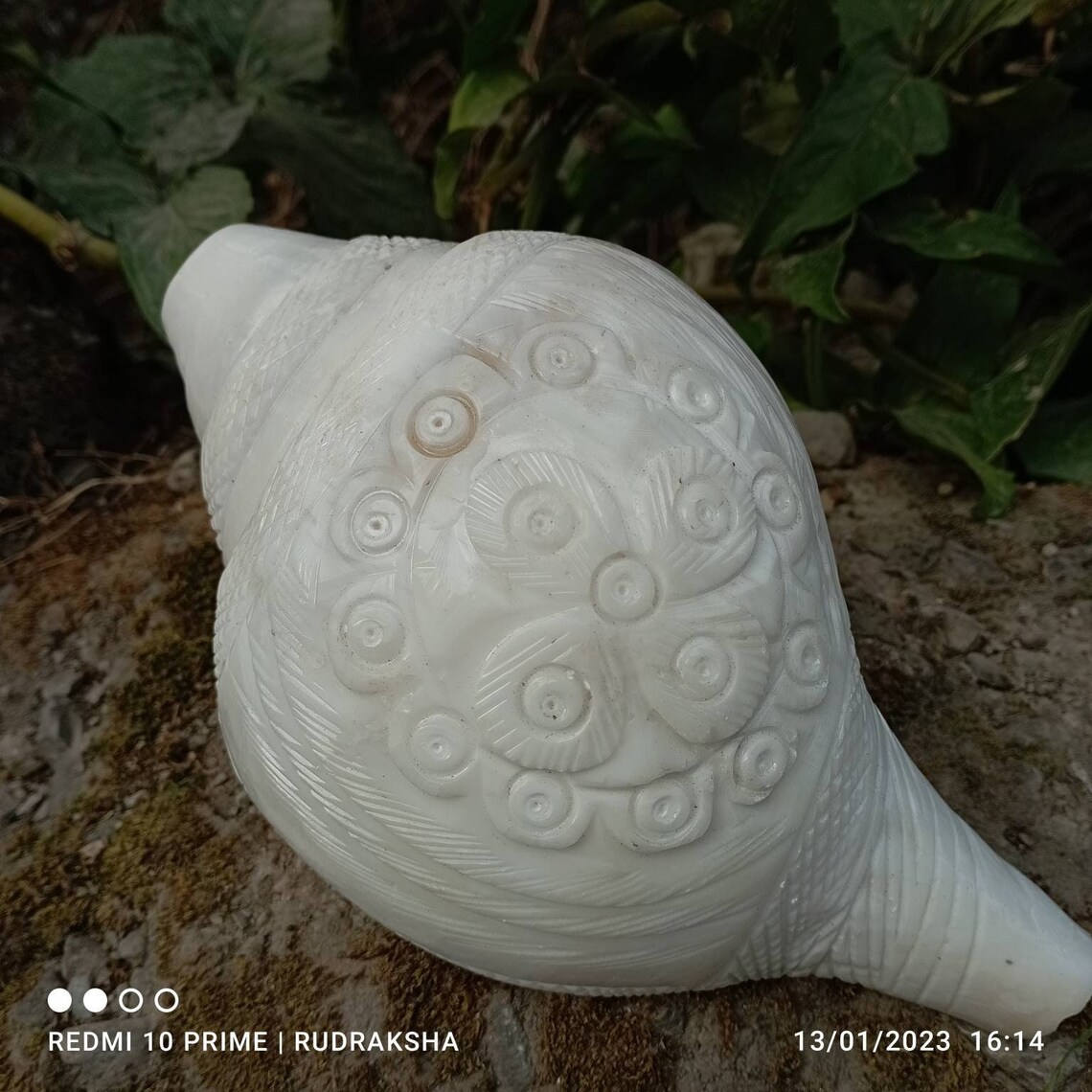 Conch Shell Spiritual Puja-blowing Shankh Big Loud,unique Soothing ...