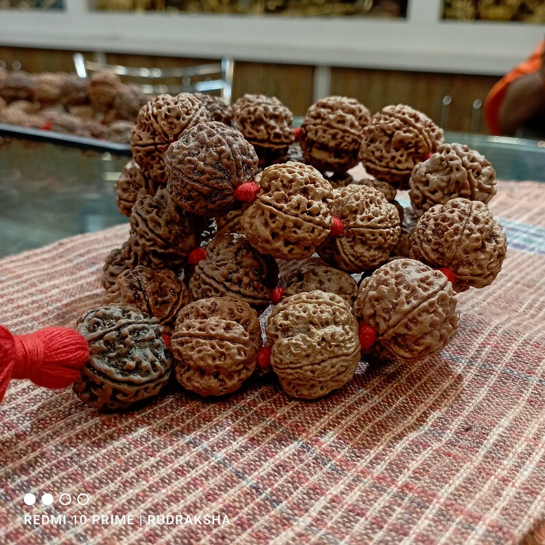 Nepali 5 Mukhi Rudraksha Kantha 54 Beads Mala Necklace,very Large Size ...
