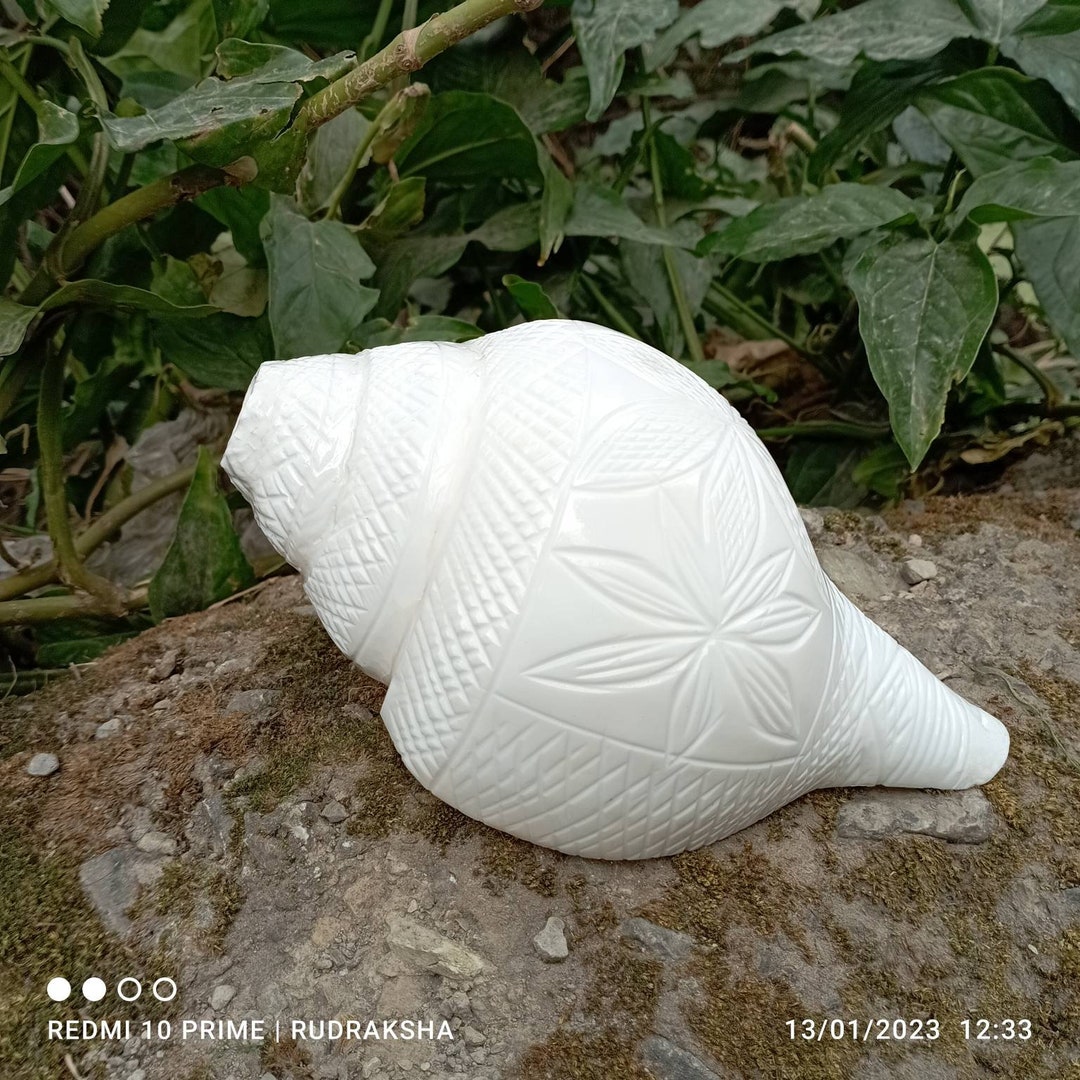 Conch Shell Spiritual Puja-blowing Shankh Big Loud,unique Soothing ...