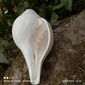 Conch Shell Spiritual Puja-blowing Shankh Big Loud,unique Soothing ...