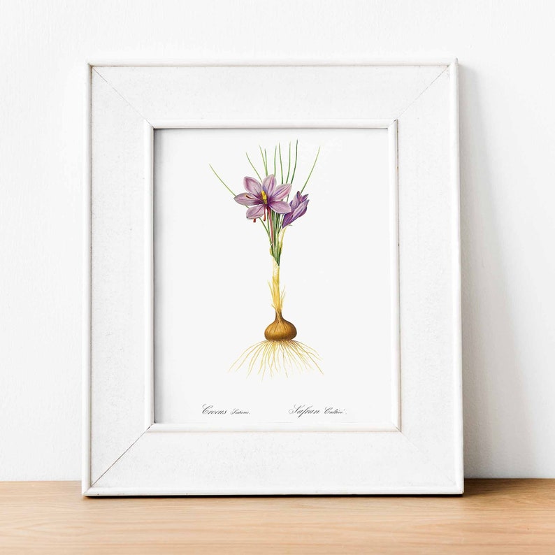 Crocus Sativus Botanical Art, DIGITAL DOWNLOAD, Vintage Wall Art ...