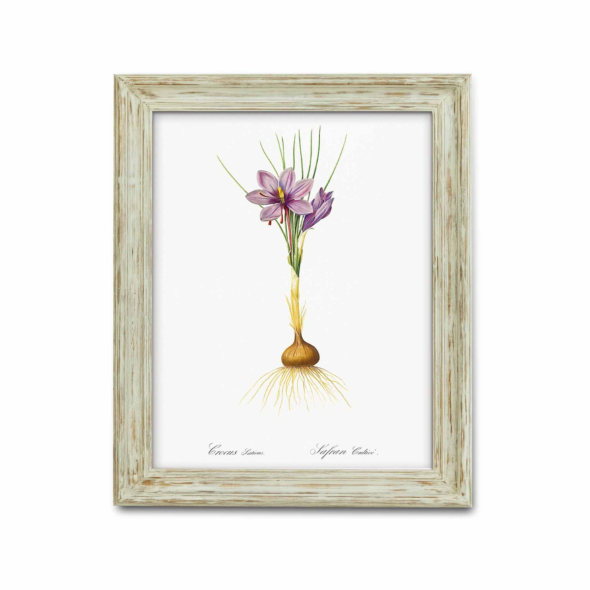 Crocus Sativus Botanical Art, DIGITAL DOWNLOAD, Vintage Wall Art ...