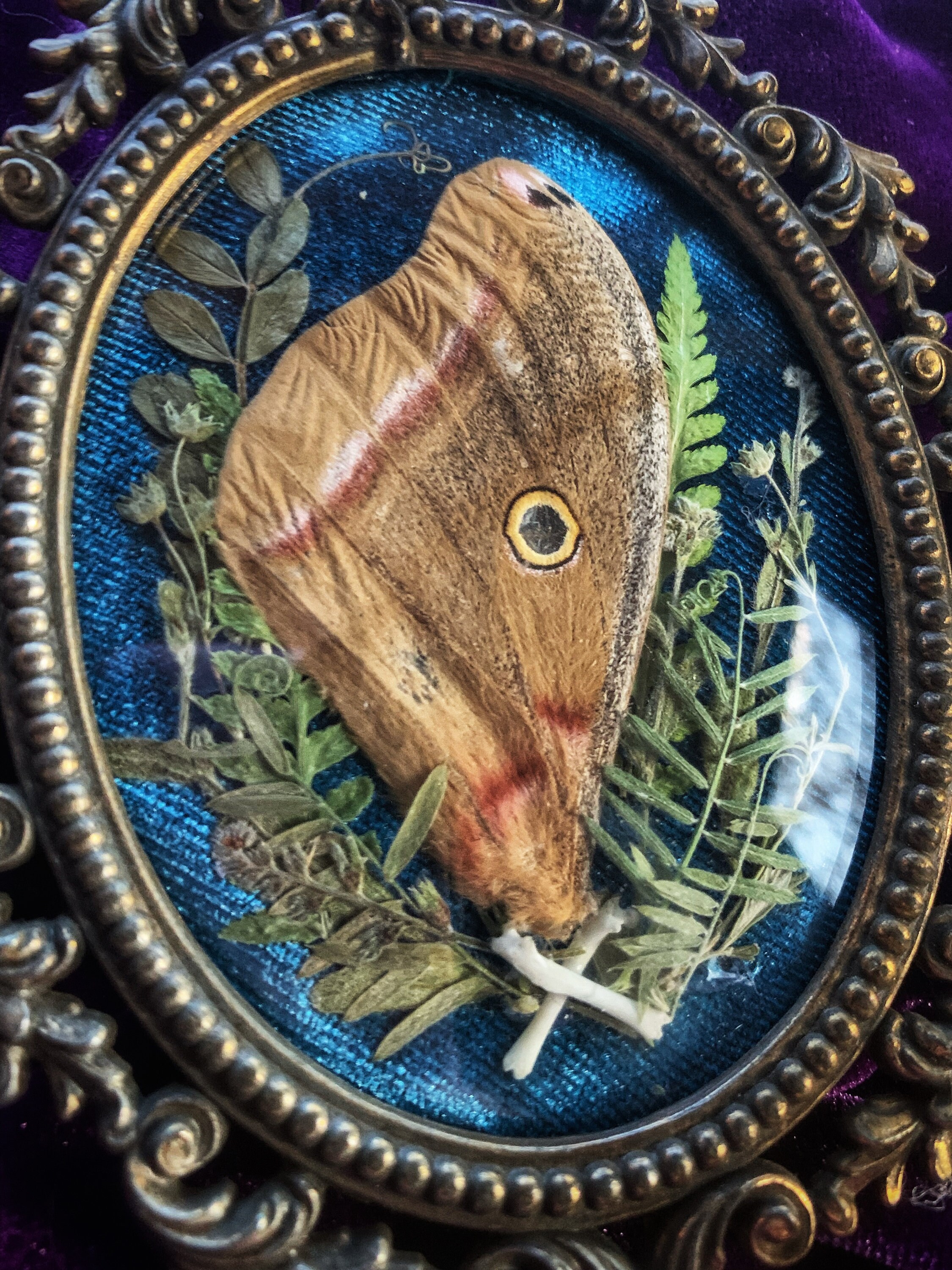 Polyphemus Moth Wing With Tiny Crossbones in Vintage Bubble Glass Frame ...