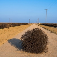 Medium Size Tumbleweed Branch! 12”-15” SINGLE BRANCH Tumbleweed Branch ...