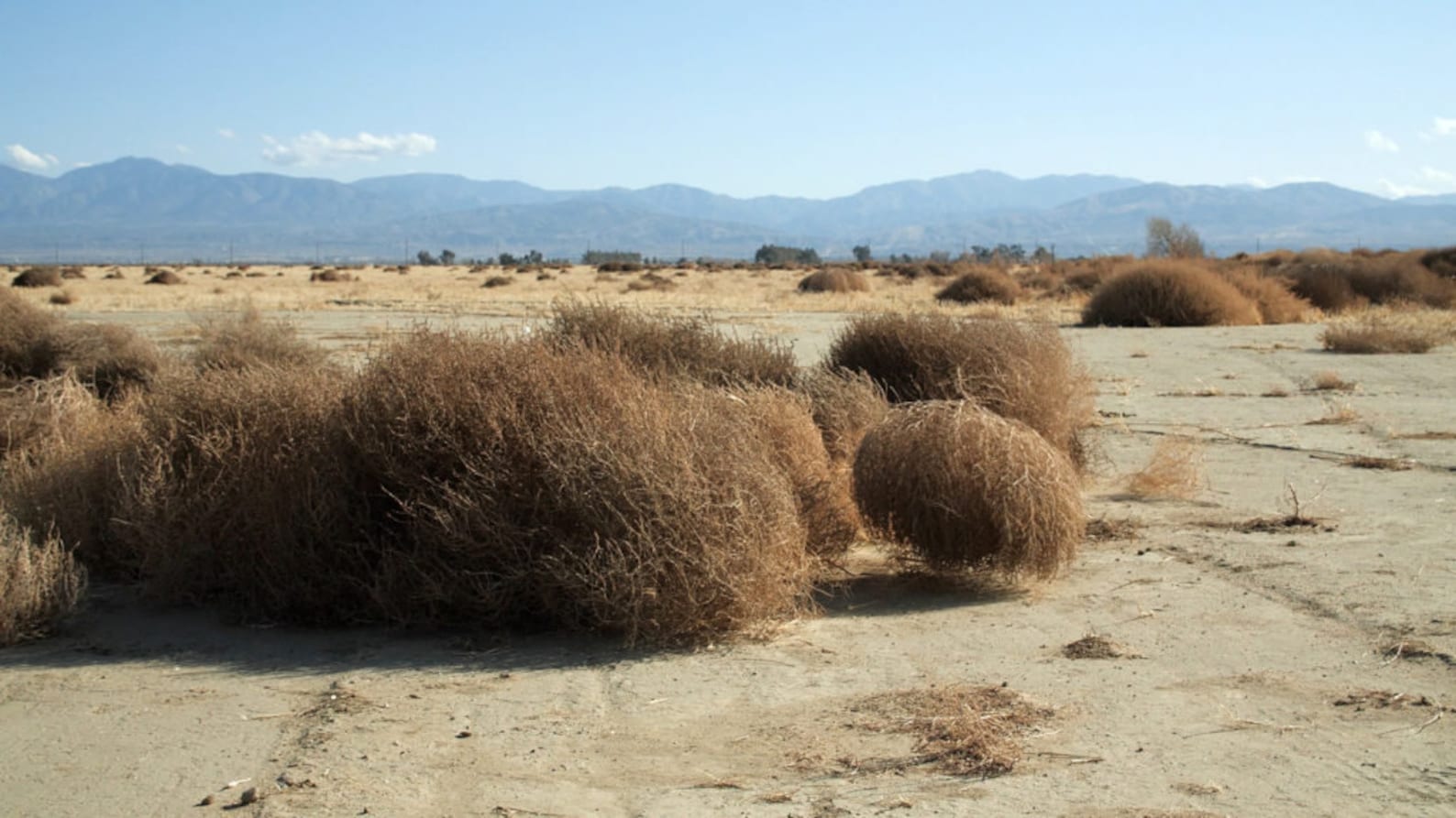 Small Yellowstone Tumbleweed! - Etsy