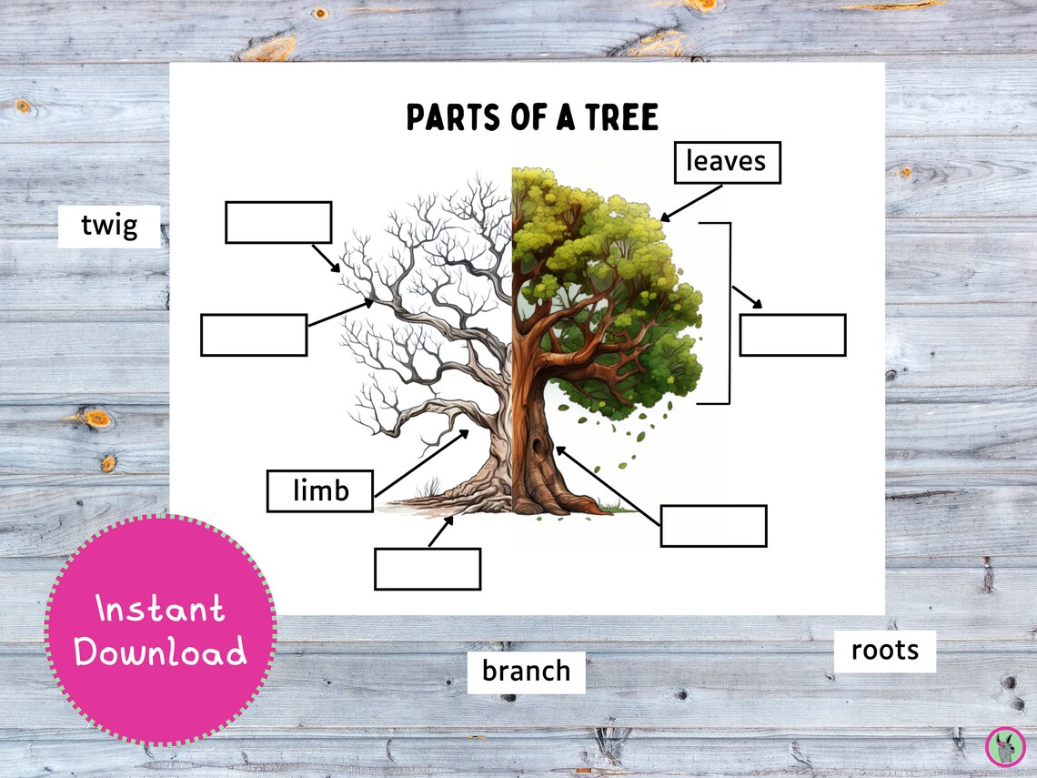 Tree Unit Study Nature Study Life Cycle of Tree Homeschool Printable ...