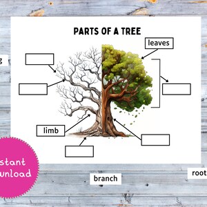 Tree Unit Study Nature Study Life Cycle of Tree Homeschool Printable ...