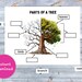 Tree Unit Study Nature Study Life Cycle of Tree Homeschool Printable ...