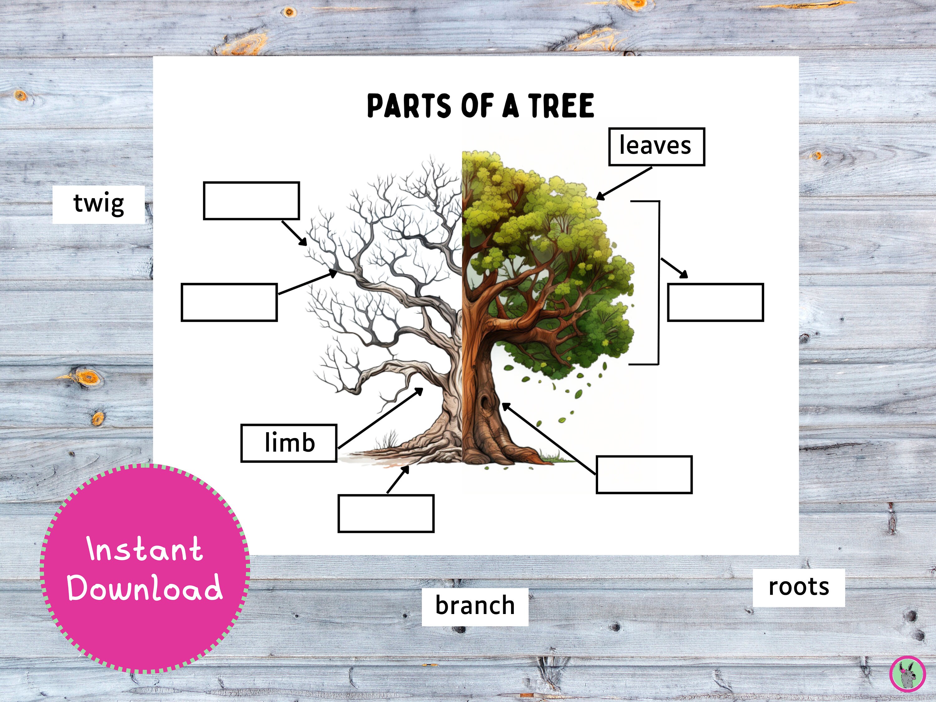 Tree Unit Study Nature Study Life Cycle of Tree Homeschool Printable ...