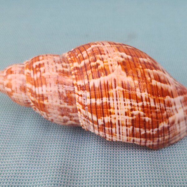 Orange Seashells - Etsy