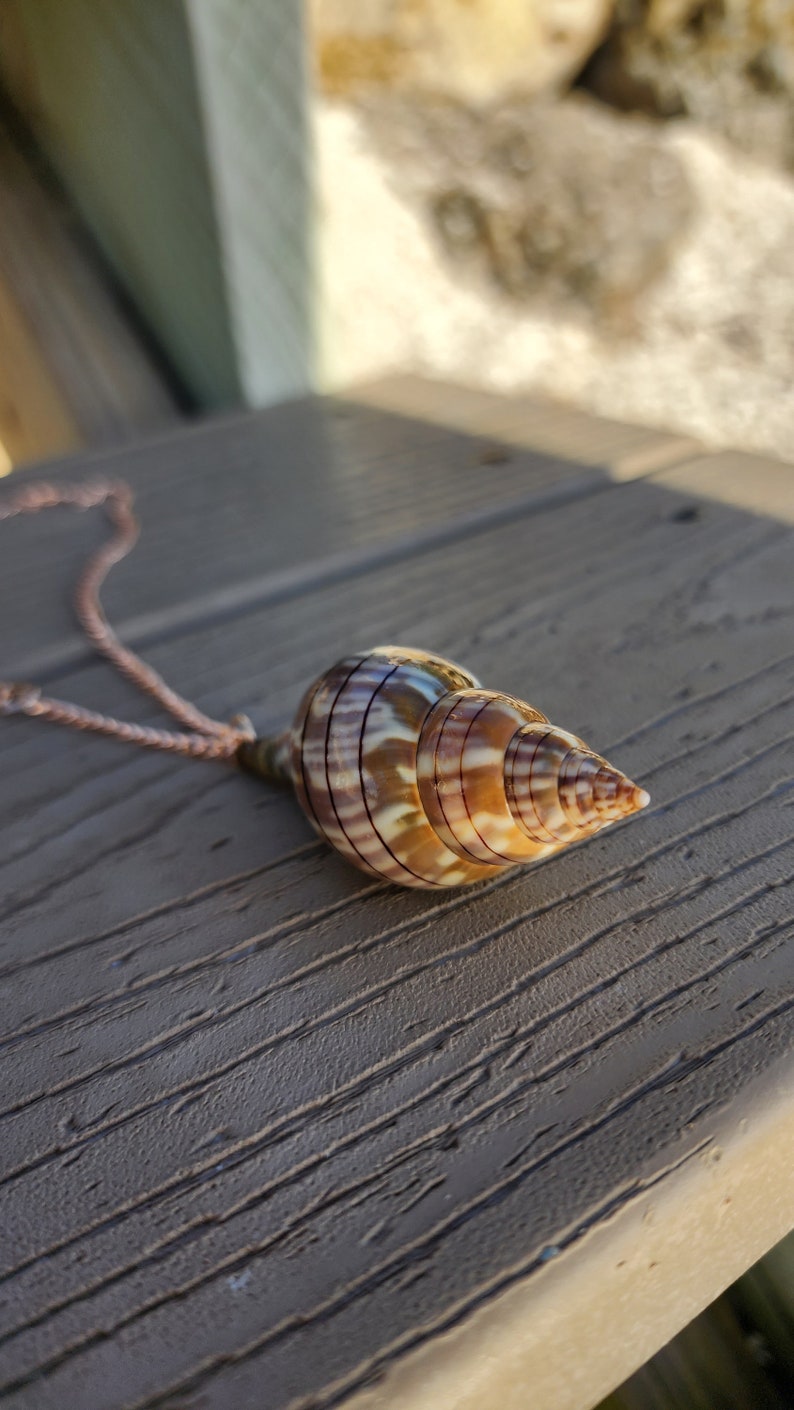 Women's Seashell Charm Necklace on 18inch Chain. Real Shell Jewelry ...