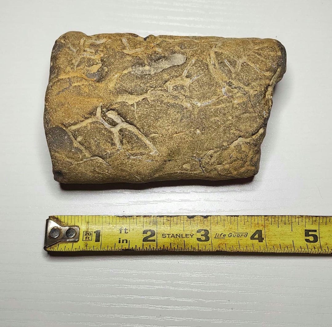 Giant 70 Million Year Old Baculite Fossil Over 4 Inches! Large Marine ...