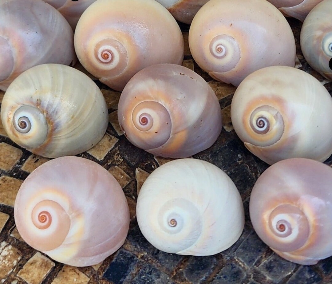 Whole Sale Moon Shells for Crafting. Bulk Seashells. Shark Eye Shells ...