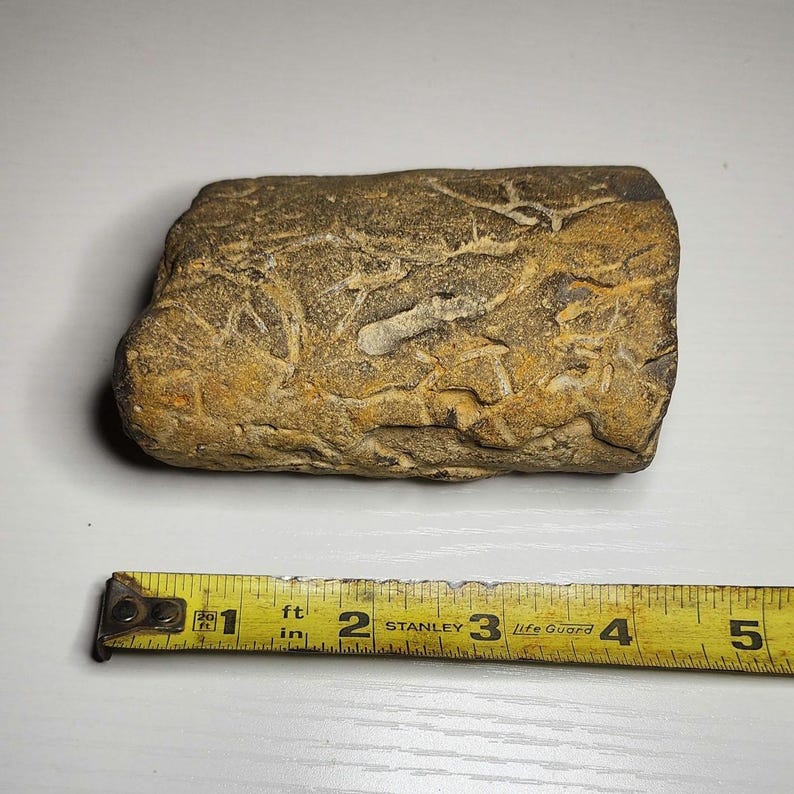 Giant 70 Million Year Old Baculite Fossil Over 4 Inches! Large Marine ...