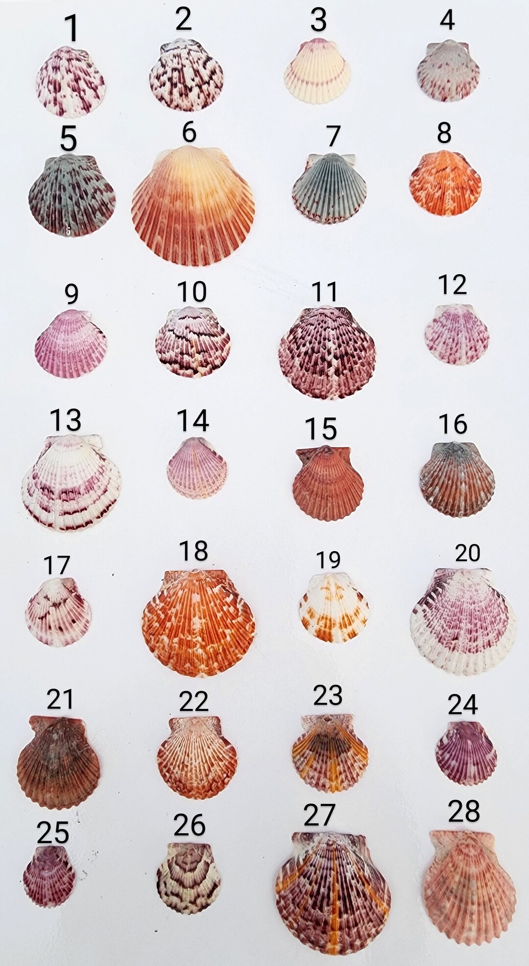 Real Seashell Pendant Necklaces. Adjustable Mermaid Necklace. Stainless ...