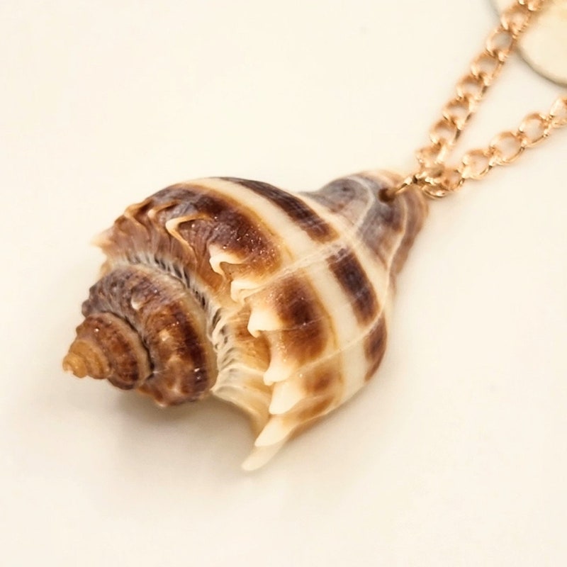 Real Seashell - Etsy