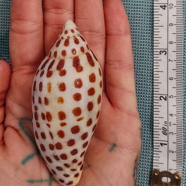 Florida Shell Art - Etsy