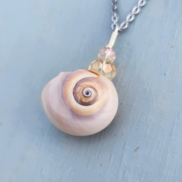 Real Seashells - Etsy