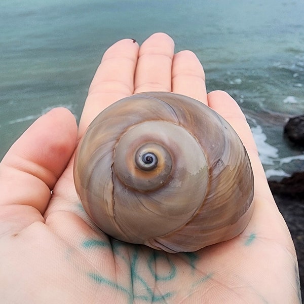 Shells for Sale - Etsy