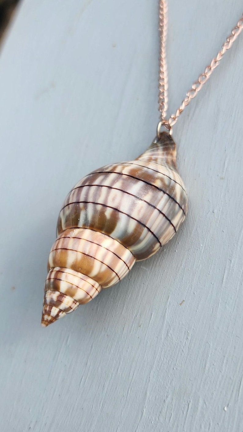 Women's Seashell Charm Necklace on 18inch Chain. Real Shell Jewelry ...