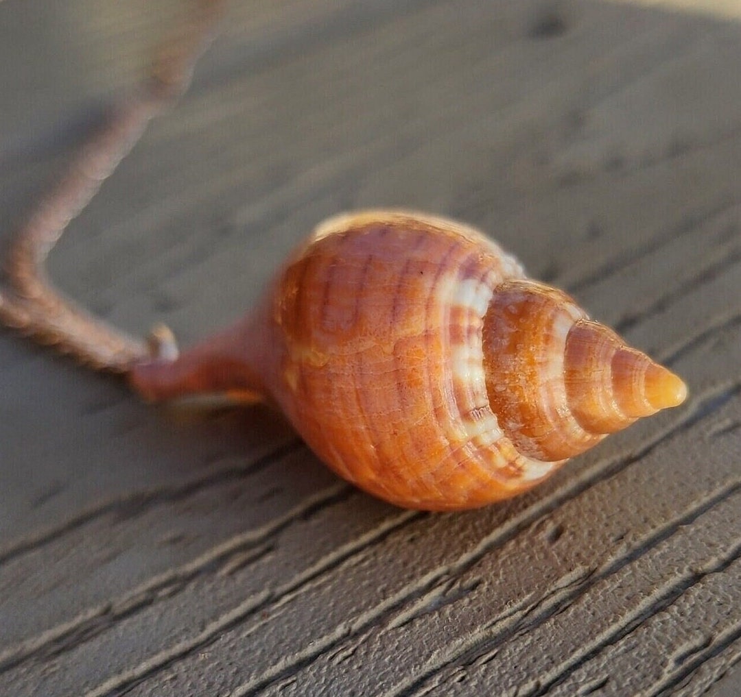 Rare True Tulip Shell Necklace. Orange Seashell Necklace for Women and ...