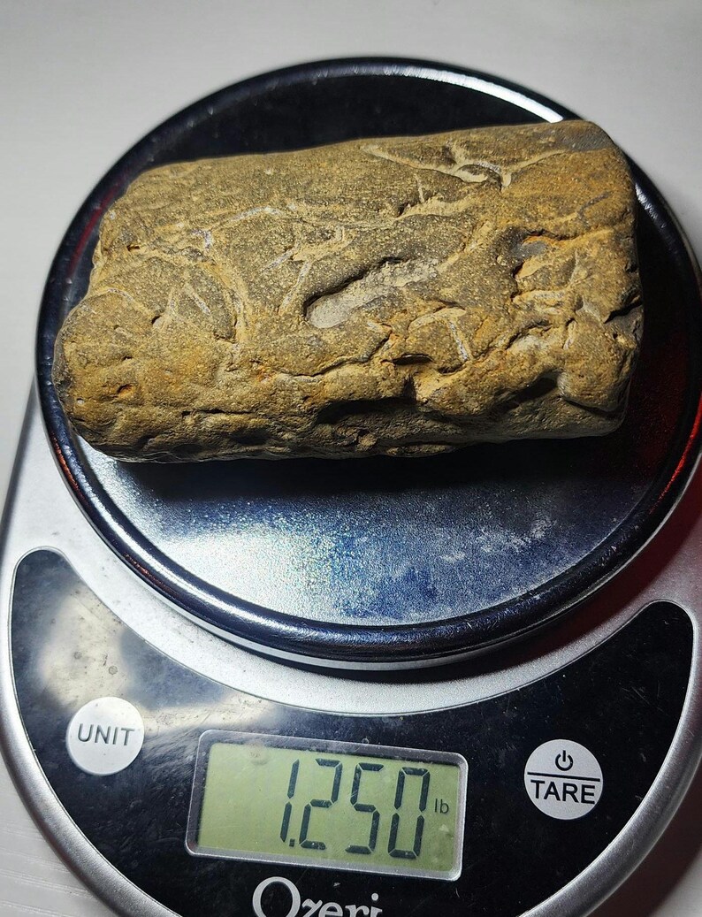 Giant 70 Million Year Old Baculite Fossil Over 4 Inches! Large Marine ...