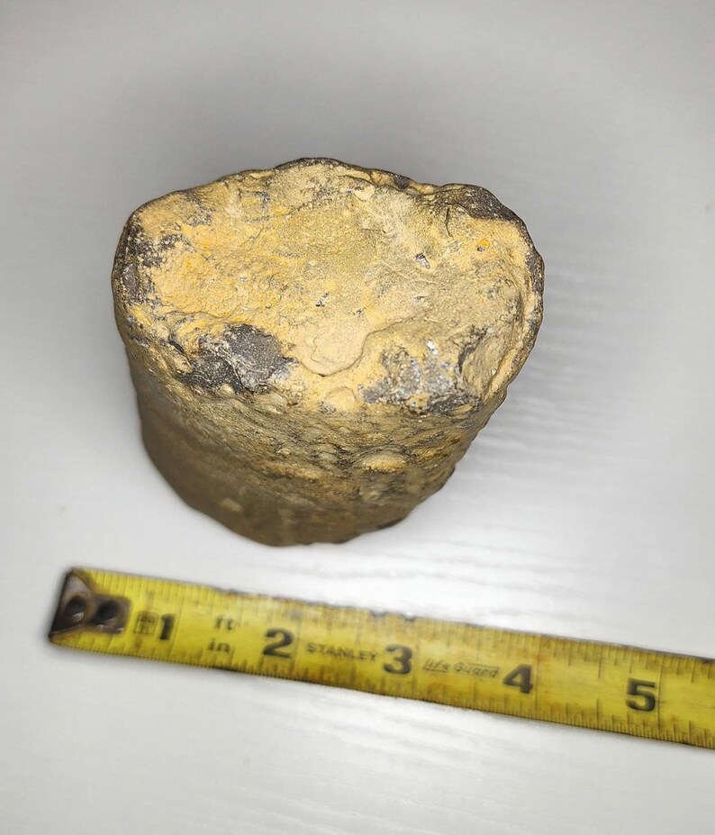 Giant 70 Million Year Old Baculite Fossil Over 4 Inches! Large Marine ...