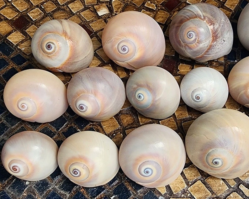 Whole Sale Moon Shells for Crafting. Bulk Seashells. Shark Eye Shells ...