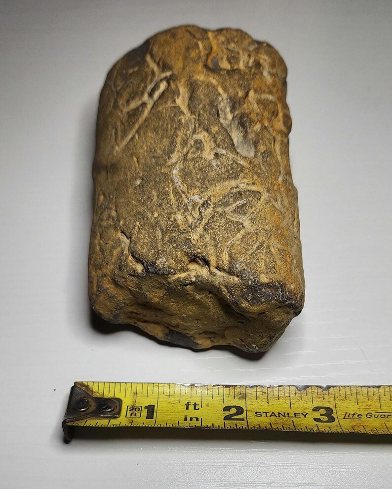 Giant 70 Million Year Old Baculite Fossil Over 4 Inches! Large Marine ...
