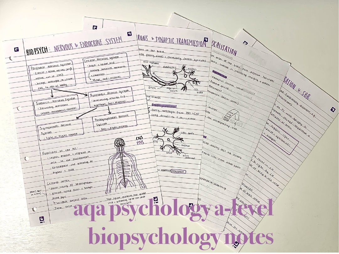 AQA A-level Psychology Notes: Biopsychology - Etsy