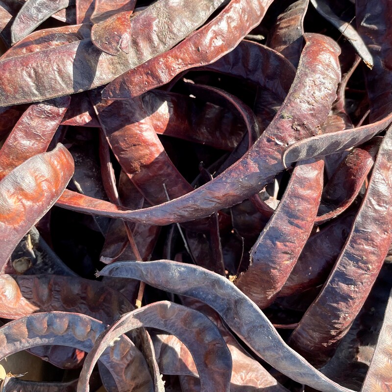 Tree Seed Pods - Etsy