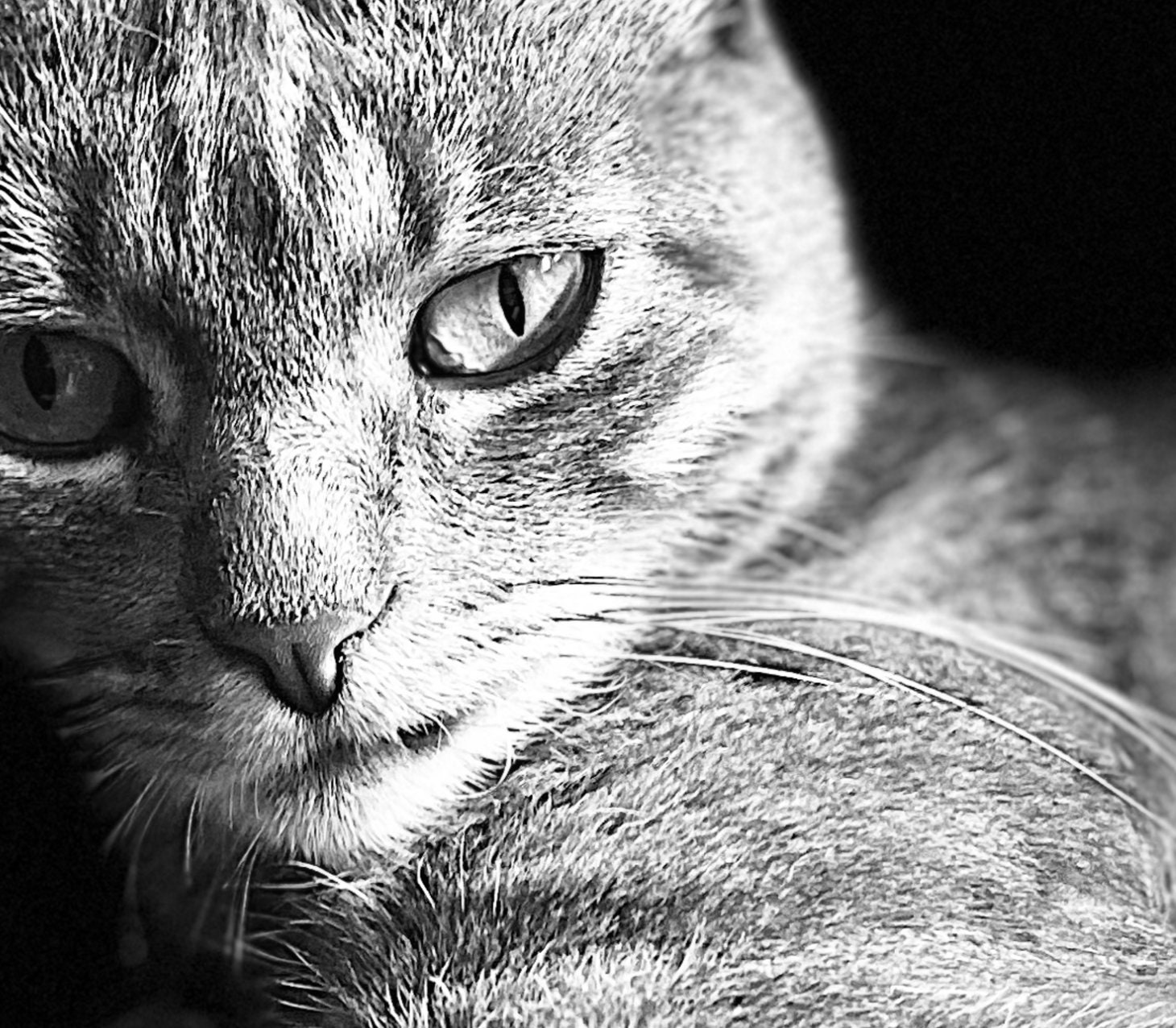 Grayscale Cat in a Dark Background | Digital Print | Downloadable ...