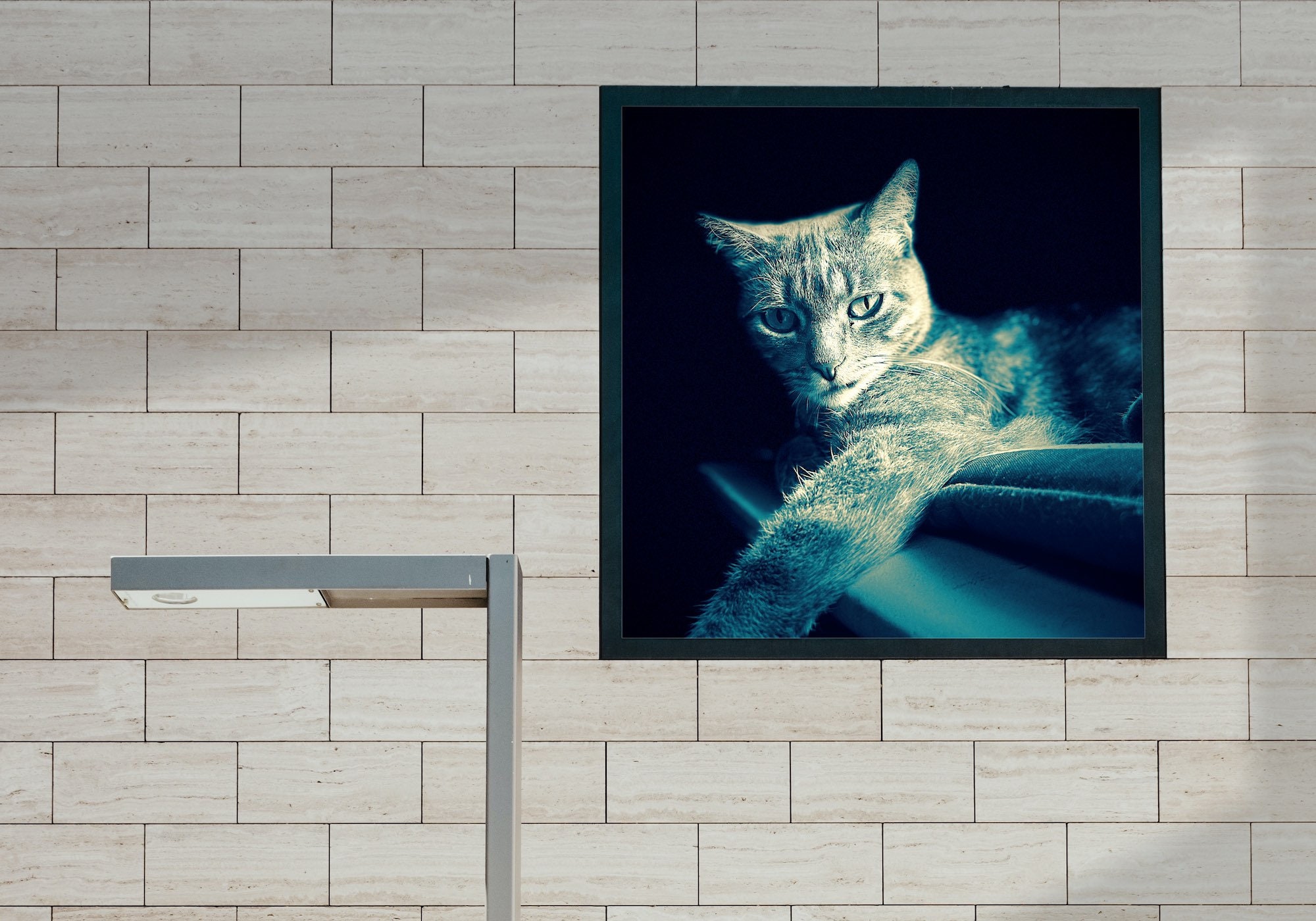 Grayscale Cat in a Dark Background | Digital Print | Downloadable ...