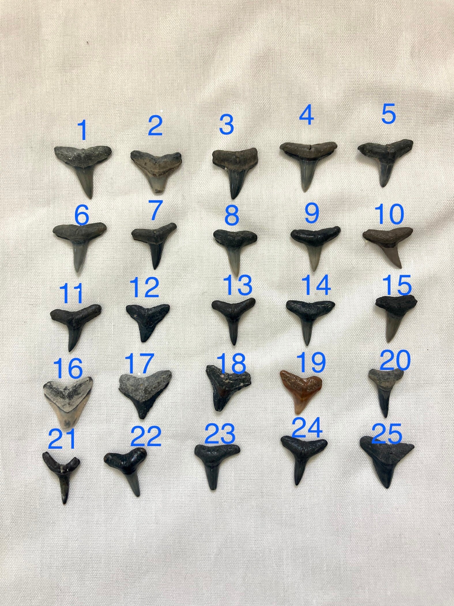 Gold Chain Shark Tooth Chain Necklace - Etsy