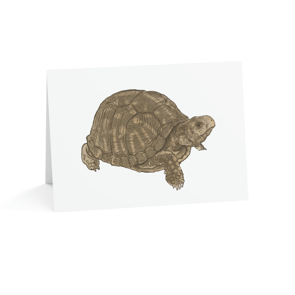 Eastern Box Turtle Greeting Card - Etsy