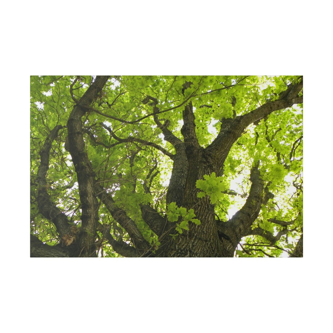 Tree With Leaves and Sunshine, Aesthetic, Matte Canvas, Stretched, 0.75 ...