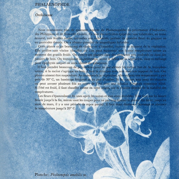 Cyanotype - Etsy