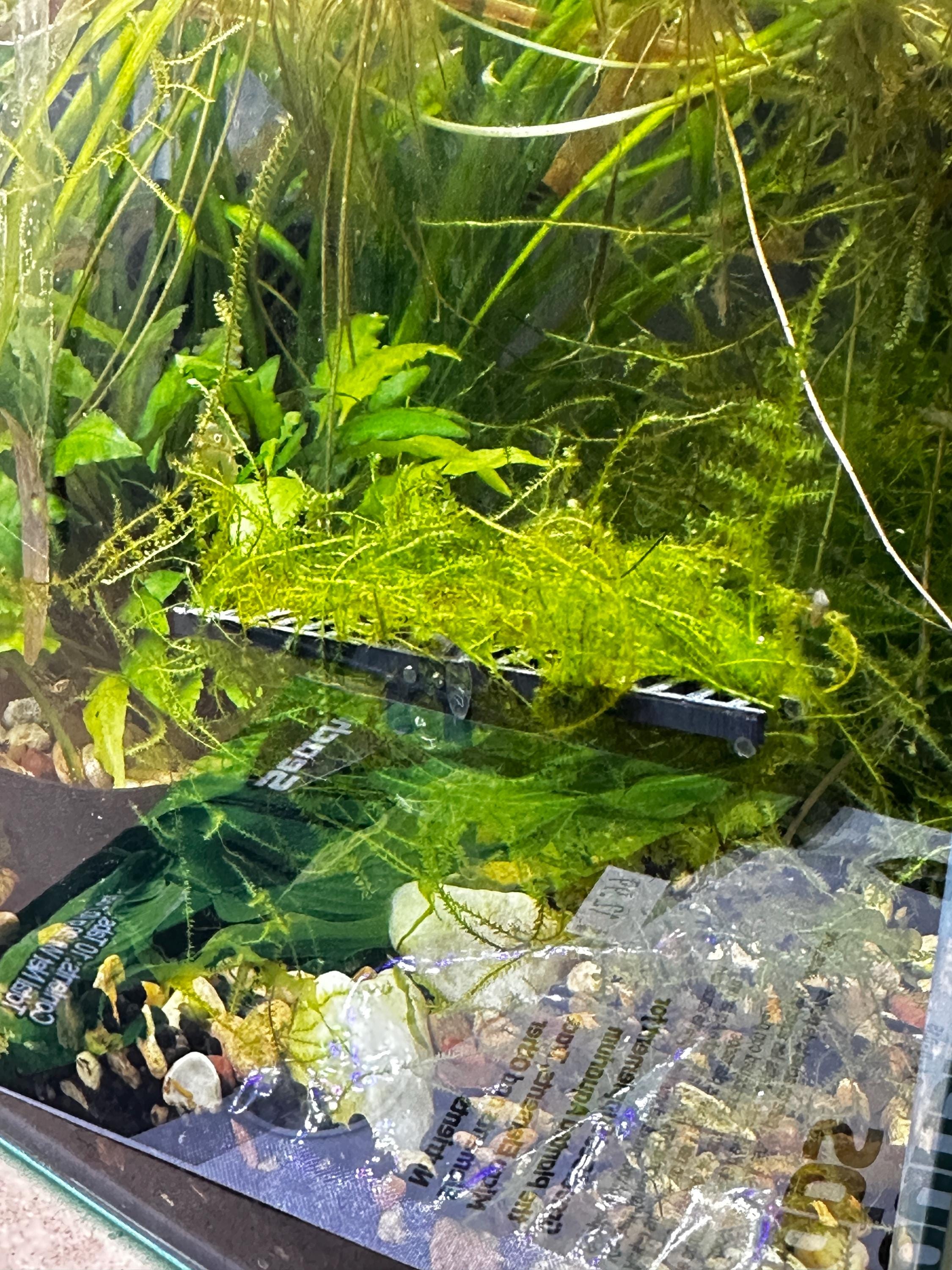 Moss Ledge Aquarium Java Moss Balcony for Shrimp Tank Fish Tank Decor ...