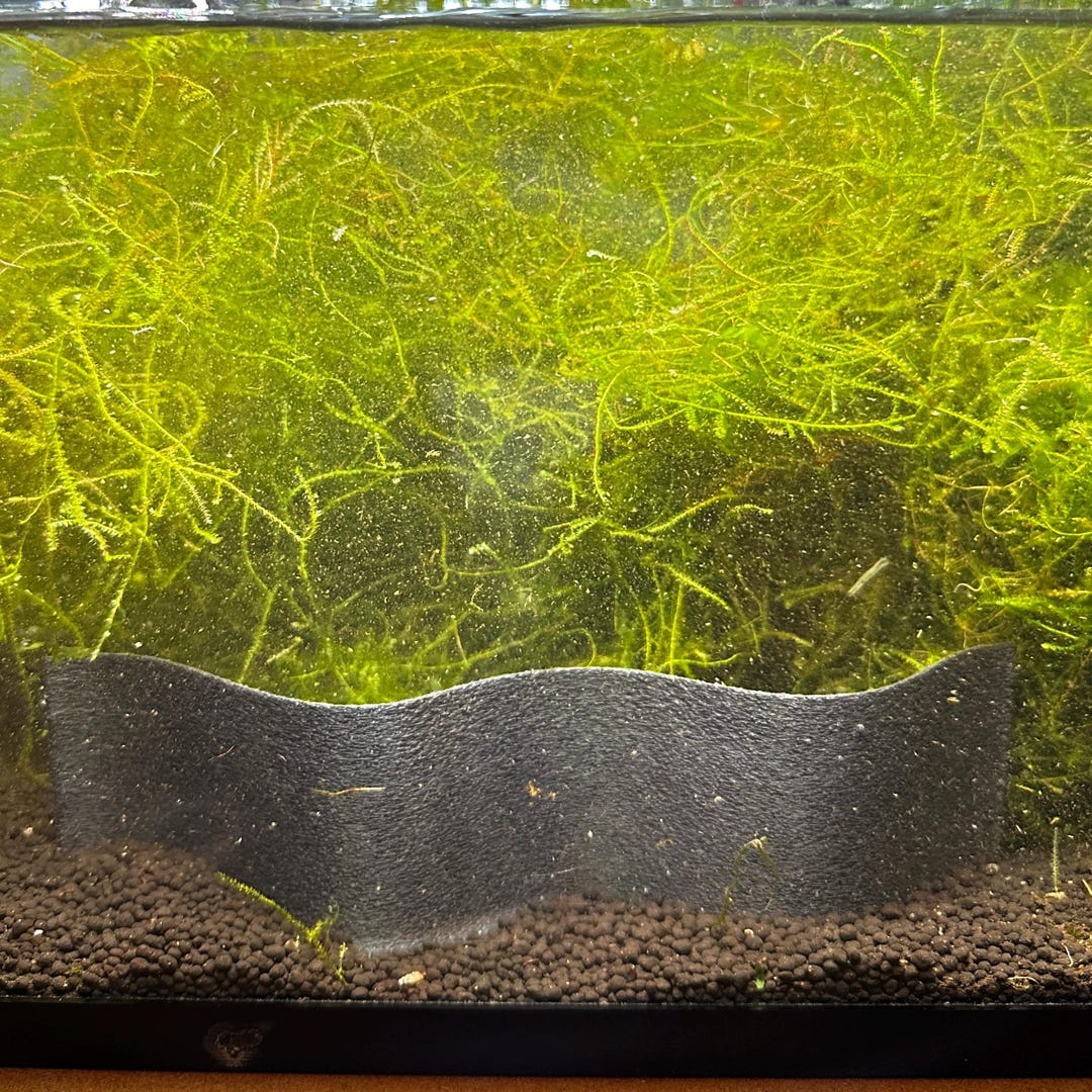 Wavy Aquarium Wall Substrate Separator for Fish Tank 3d Print - Etsy