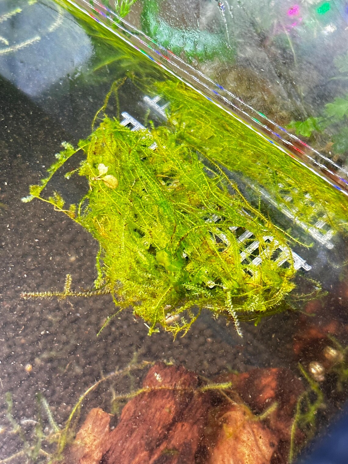 Moss Ledge Aquarium Java Moss Balcony for Shrimp Tank Fish Tank Decor ...